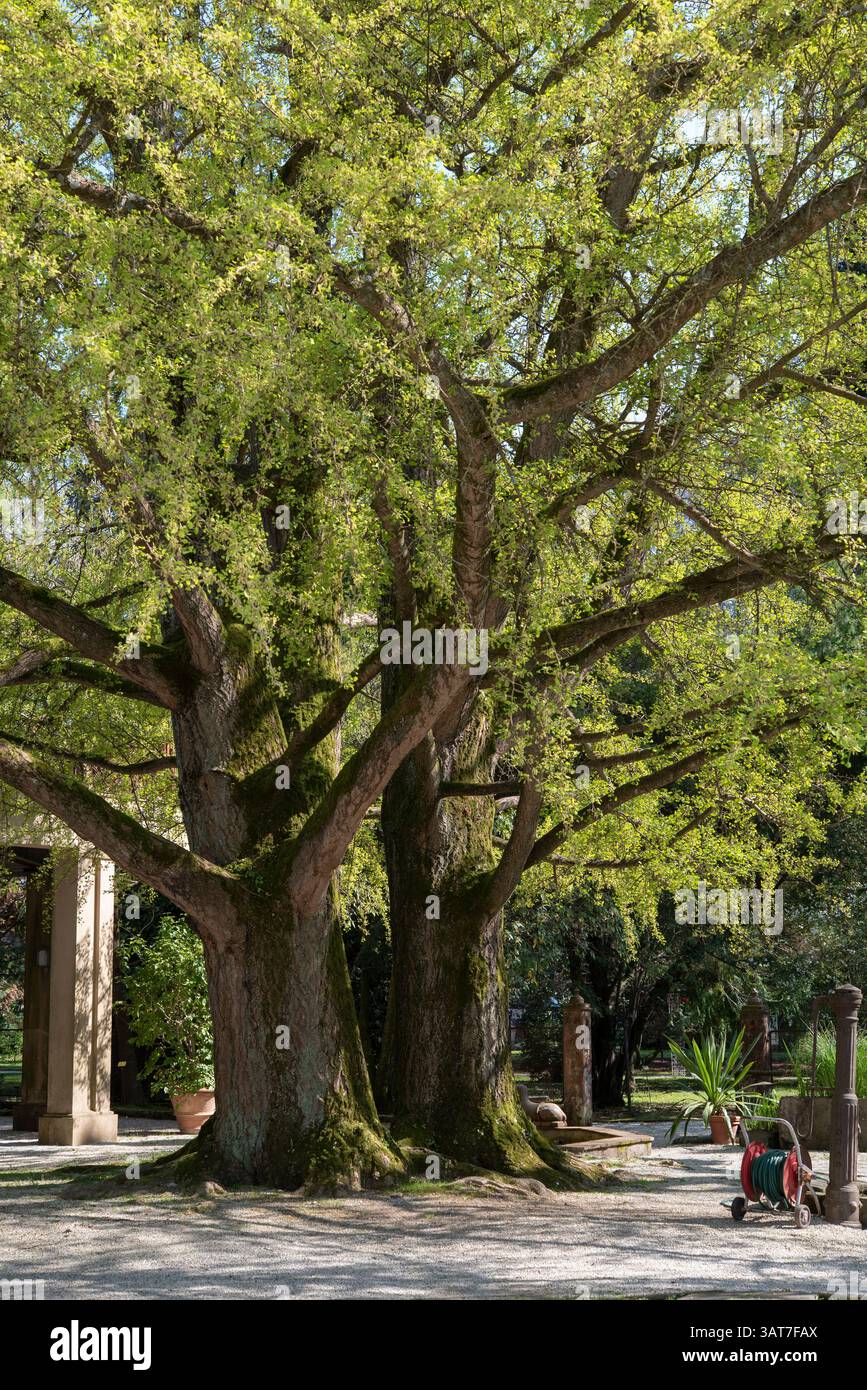 Ginkgo biloba, or gingko also known as the maidenhair tree, is a ...