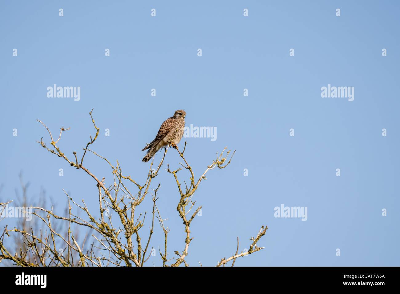 a kestrel (Falco tinnunculus) bird raptor sitting atop a winter tree ...