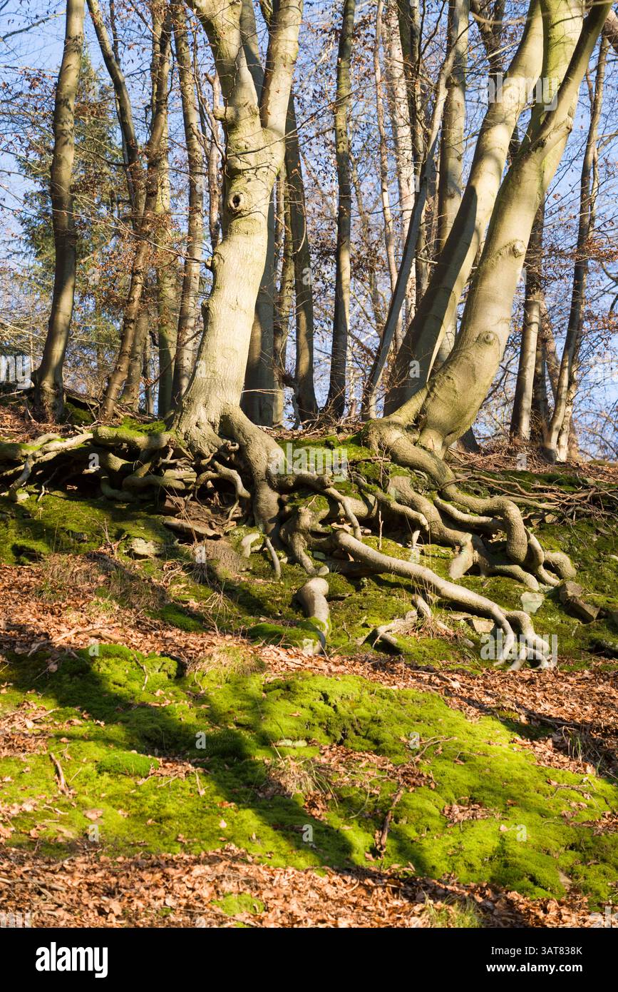Beech trees (Fagus) with heart roots (aka oblique), Surface Root ...