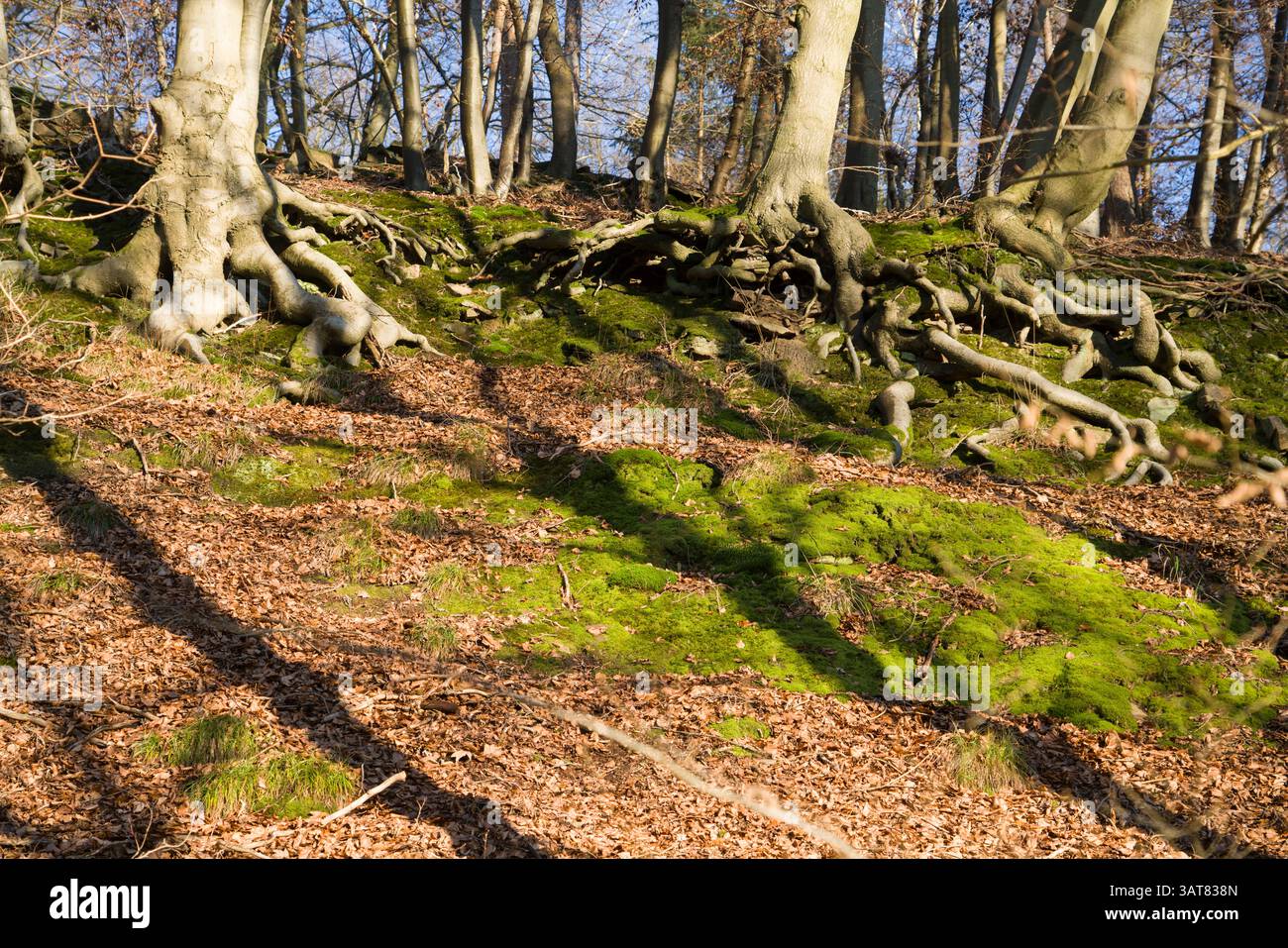 Beech trees (Fagus) with heart roots (aka oblique), Surface Root ...