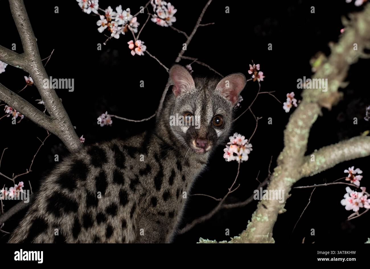 Common genet in front of black background Stock Photo - Alamy