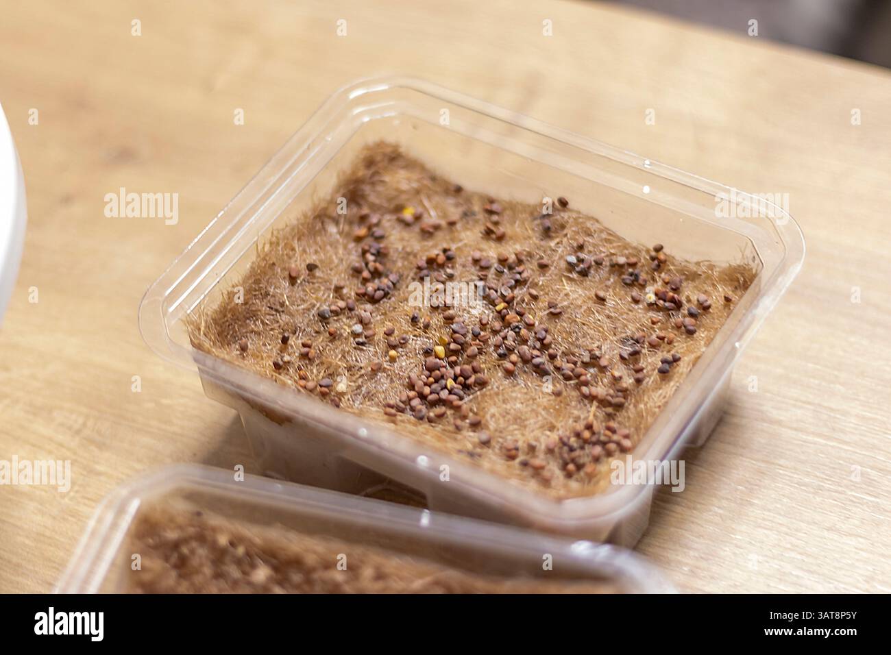 Plastic container used for growing micro greens with jute mat with ...