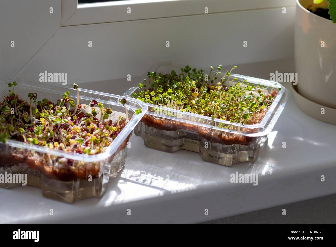 Freshly sprouted shoots of micro greens in the plastic container on the ...