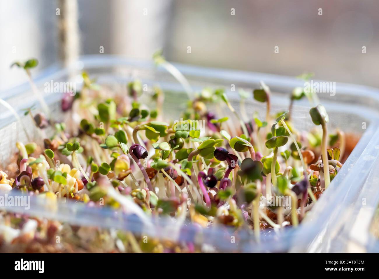 Freshly sprouted shoots of micro greens in the plastic container on the ...