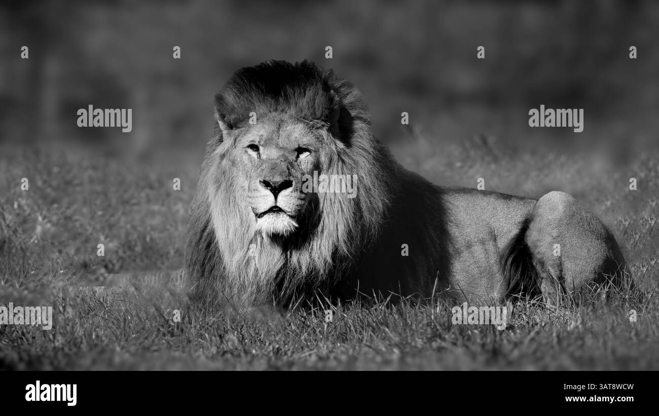 Portrait and close up shot or a mature male lion with a large mane at ...