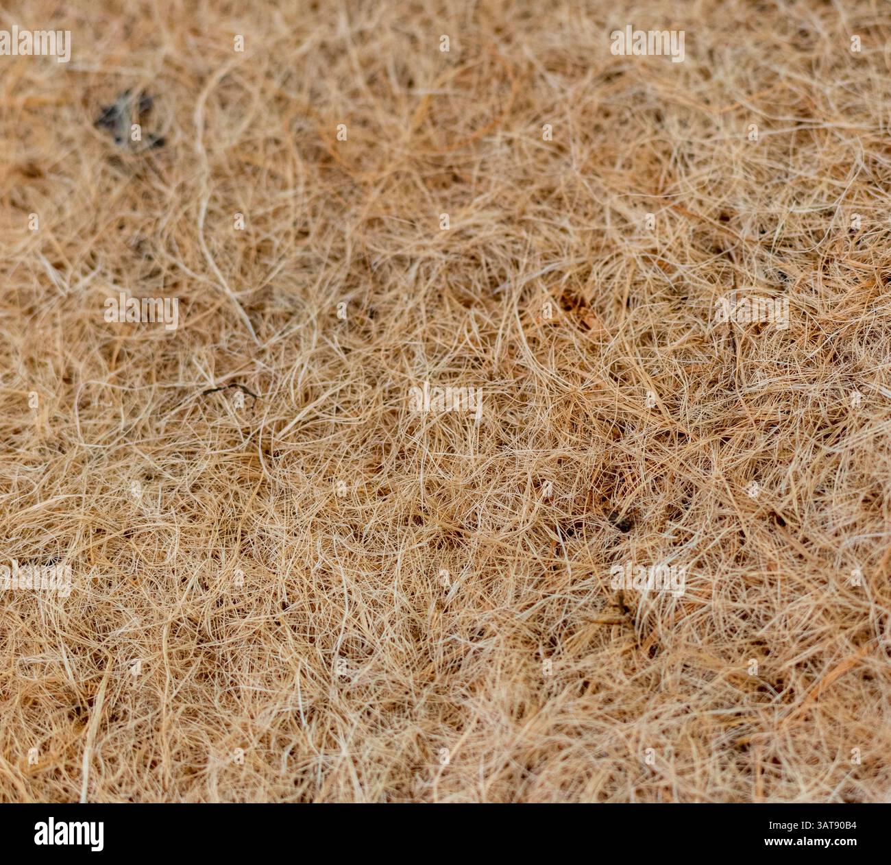 Close up shot of the jute mat surface used for growing micro greens ...