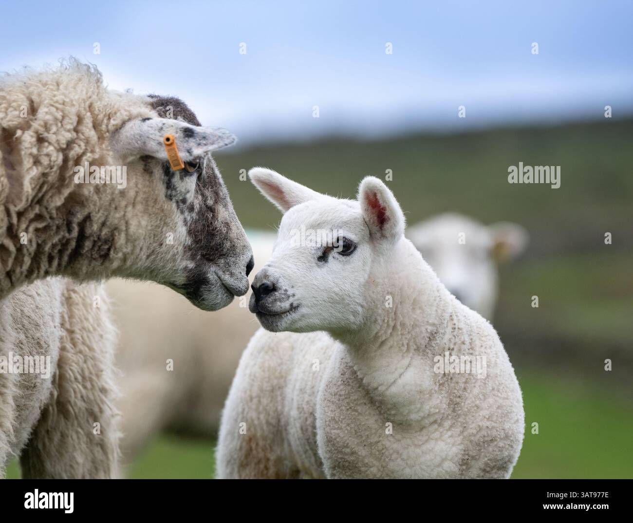 Ewe and lamb touching noses in a field, North Yorkshire, UK Stock Photo ...
