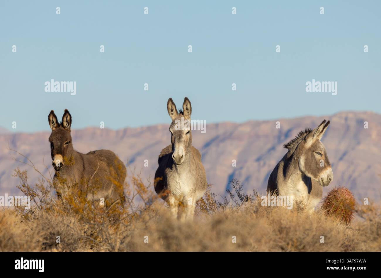Wild Burros in the Nevada Desert in Winter Stock Photo - Alamy