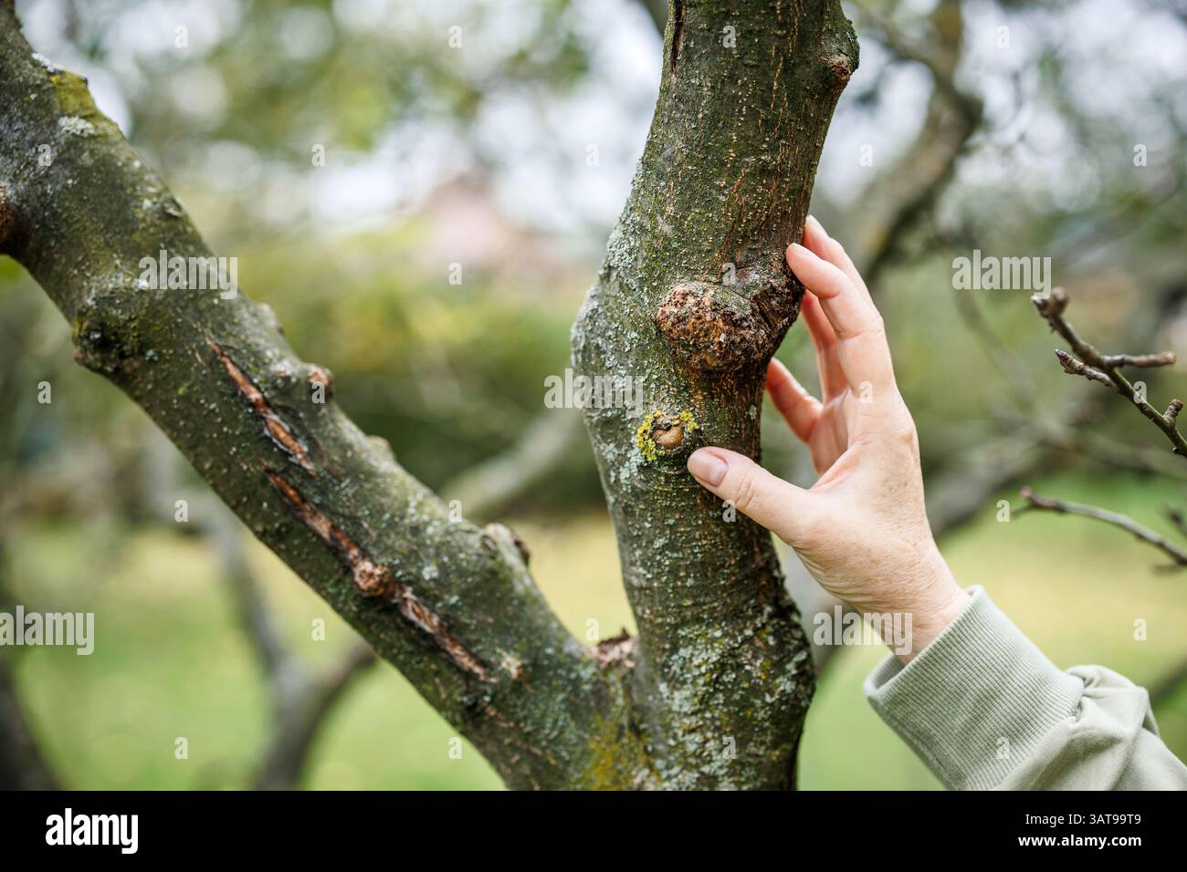 Controlling parasitic infection hi-res stock photography and images - Alamy