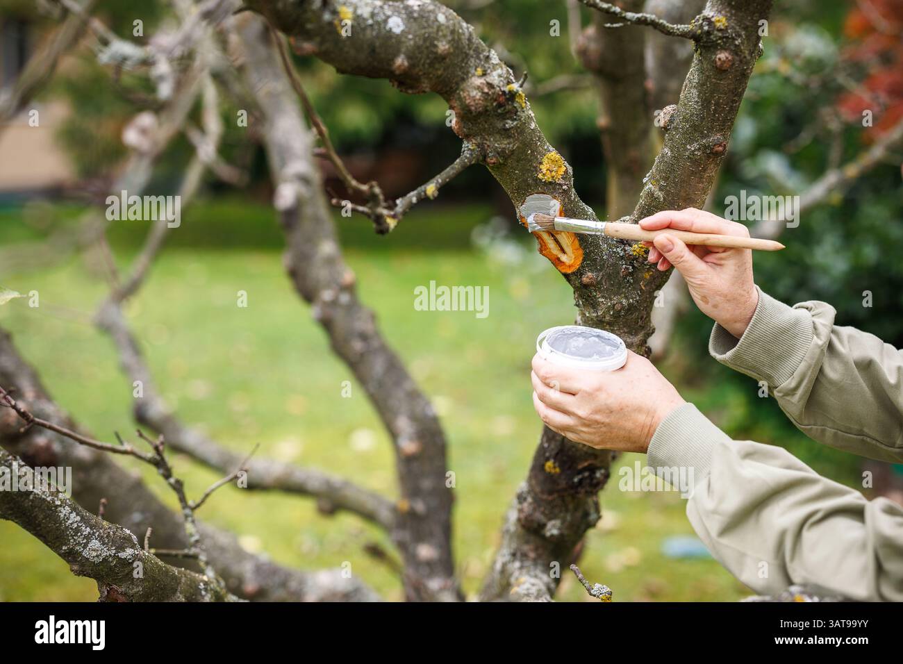 Gardener is applying tree pruning sealer or wound dressing to prevent ...