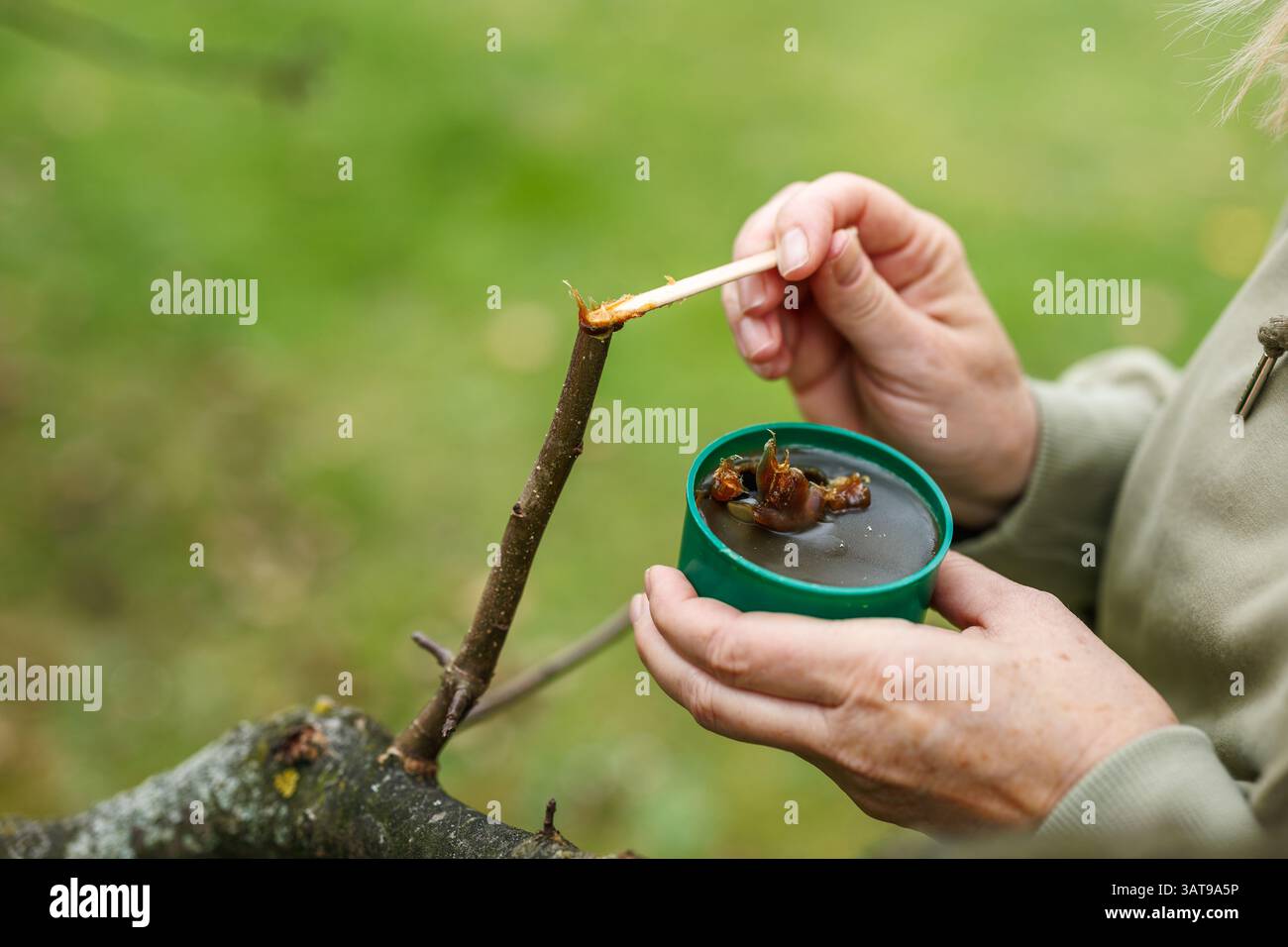 Trunk heal wound hi-res stock photography and images - Alamy