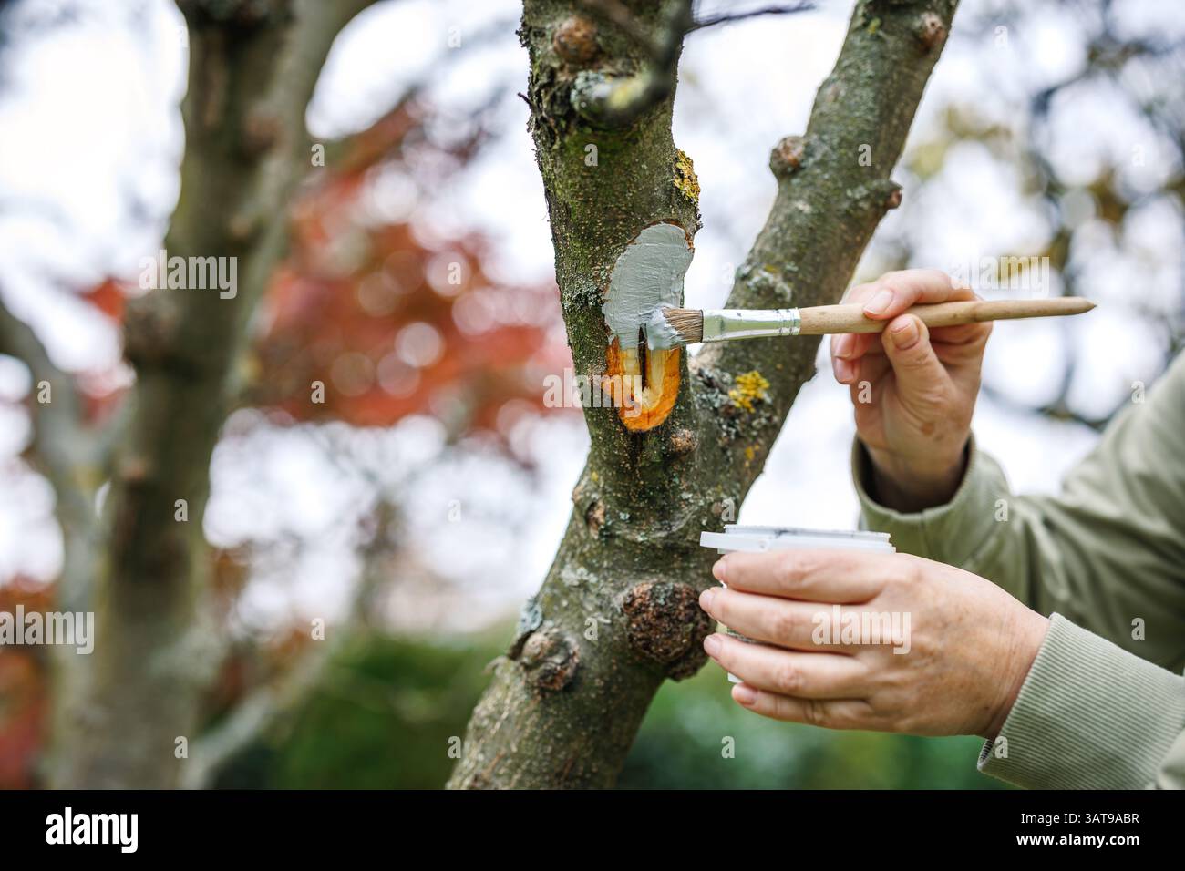 Dressing wound with bark hi-res stock photography and images - Alamy