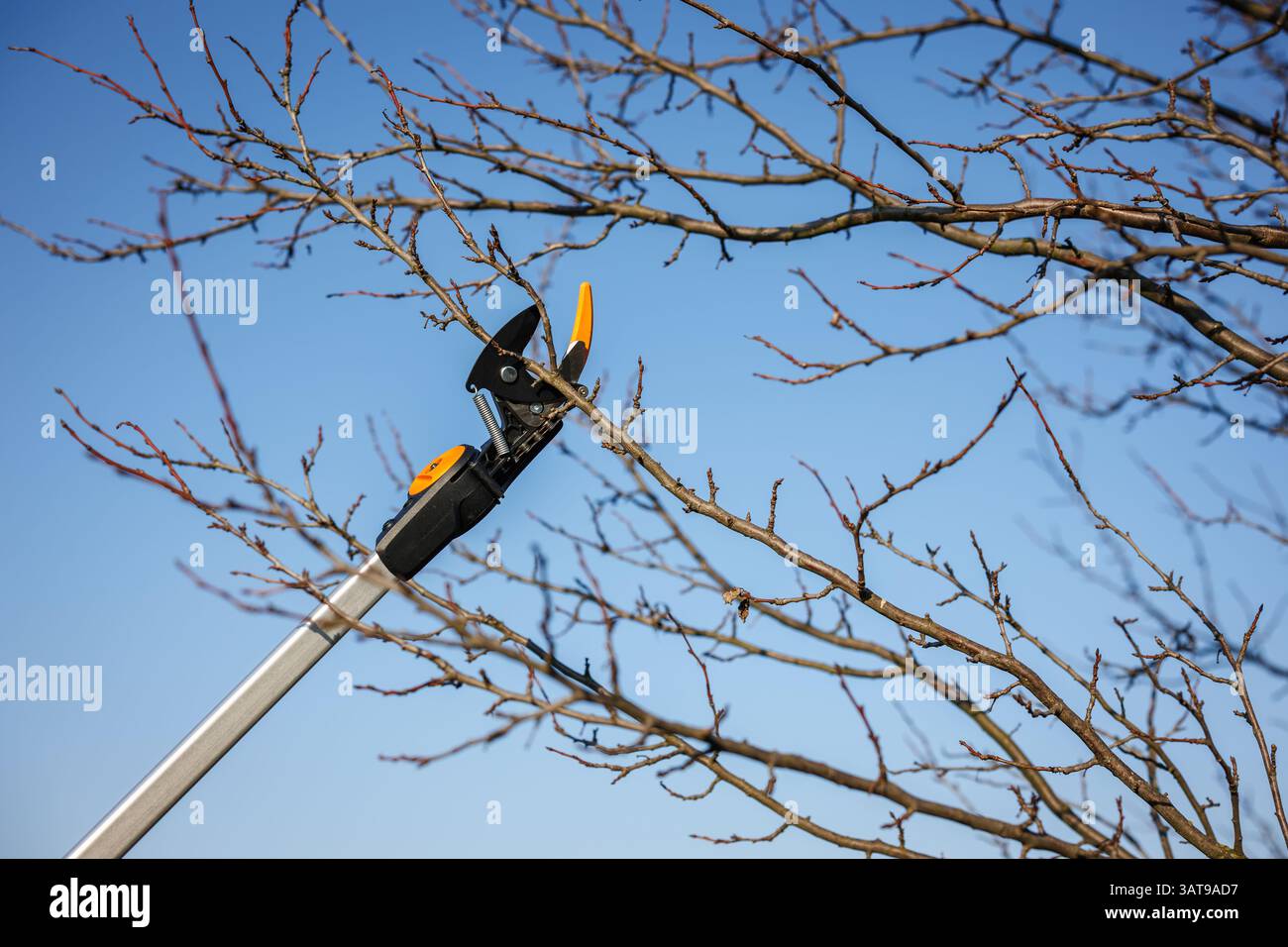 Pruning tree branch with long telescopic extendable loppers. Pruning ...