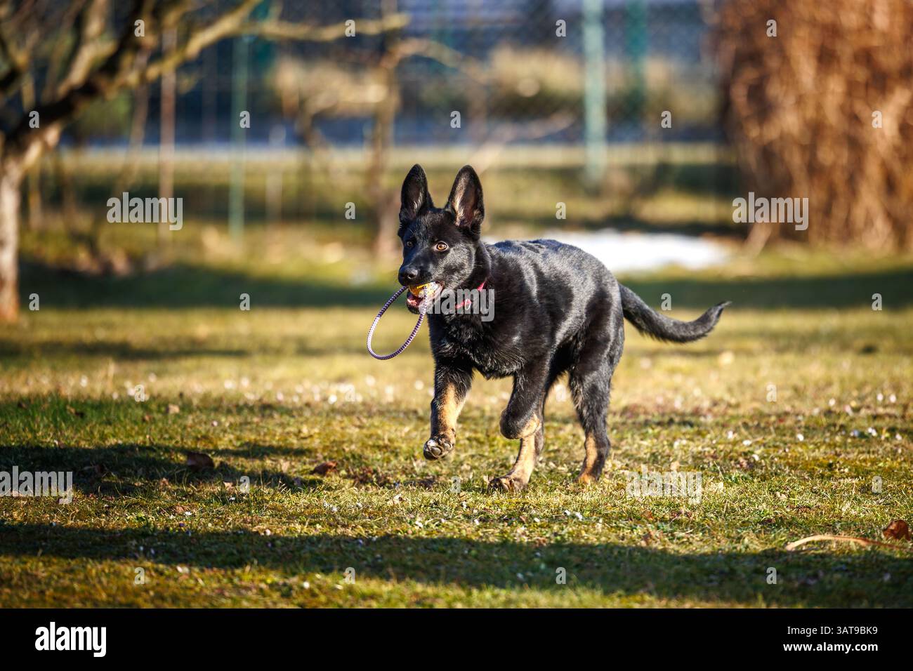 Puppy running outdoors. Young German Shepherd dog playing with pet toy ...