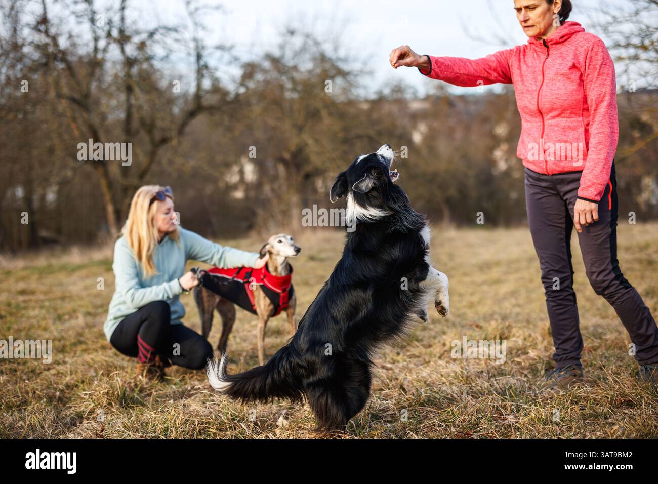 Professional animal trainer working hi-res stock photography and images ...