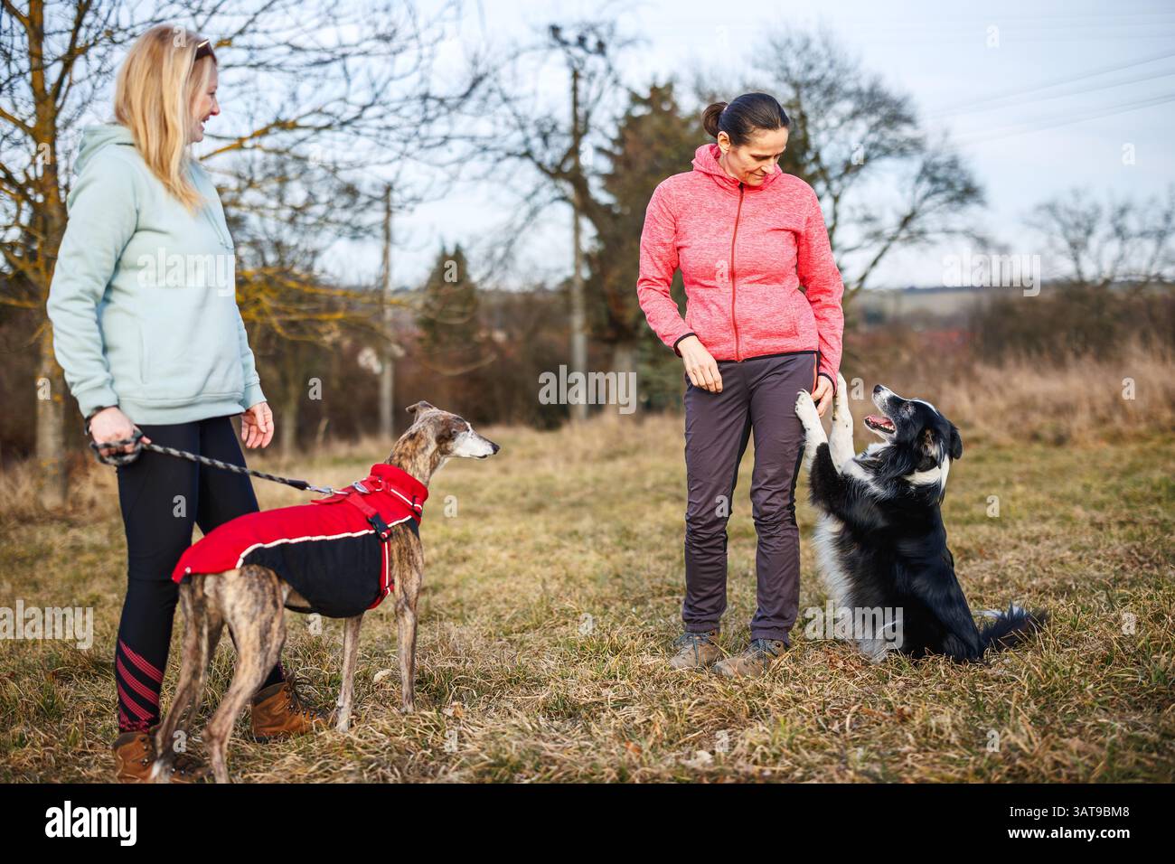 Professional animal trainer working with dogs in playful dog walking ...