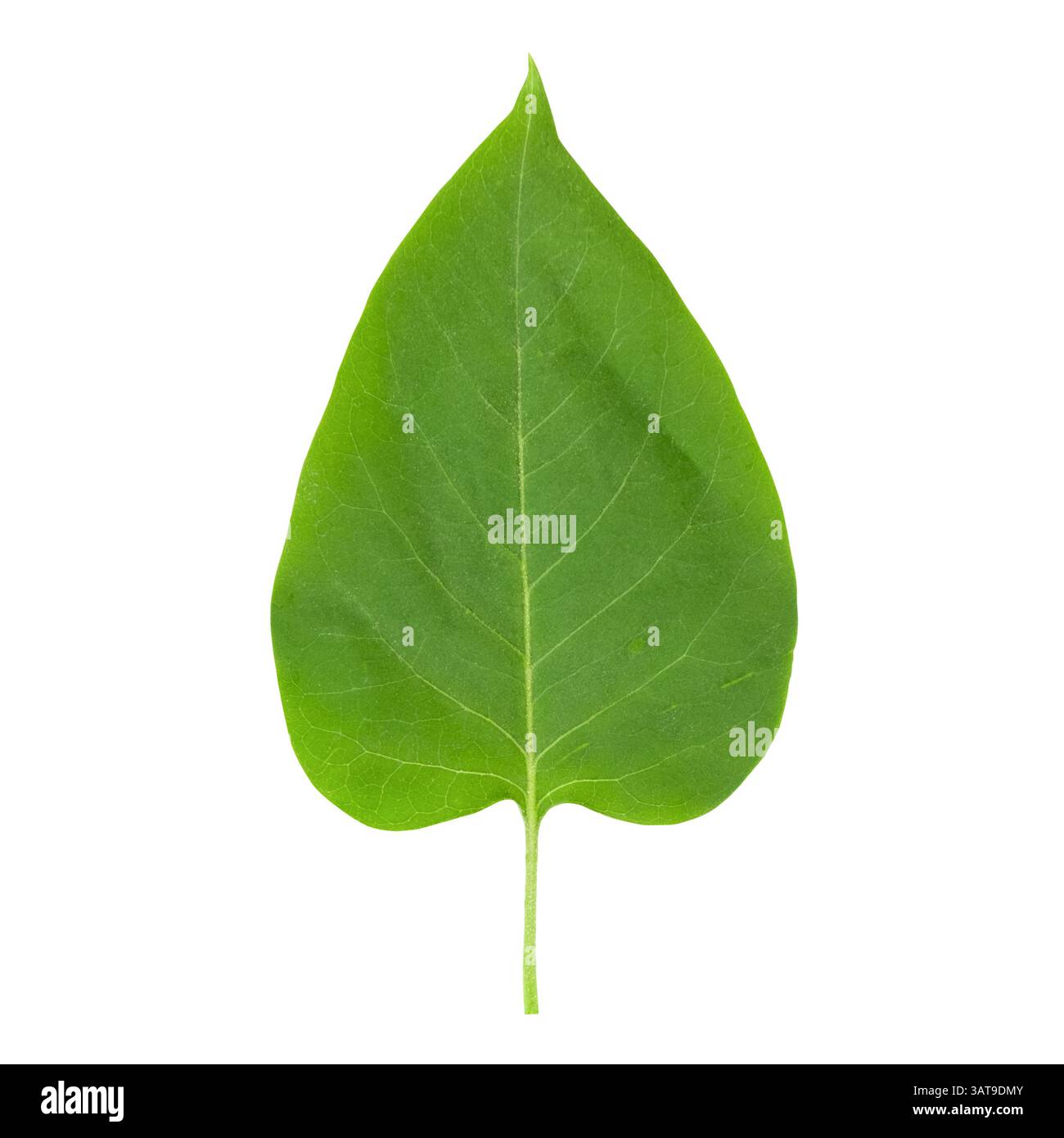 One green leaf lilac Cut Out Stock Images & Pictures - Alamy
