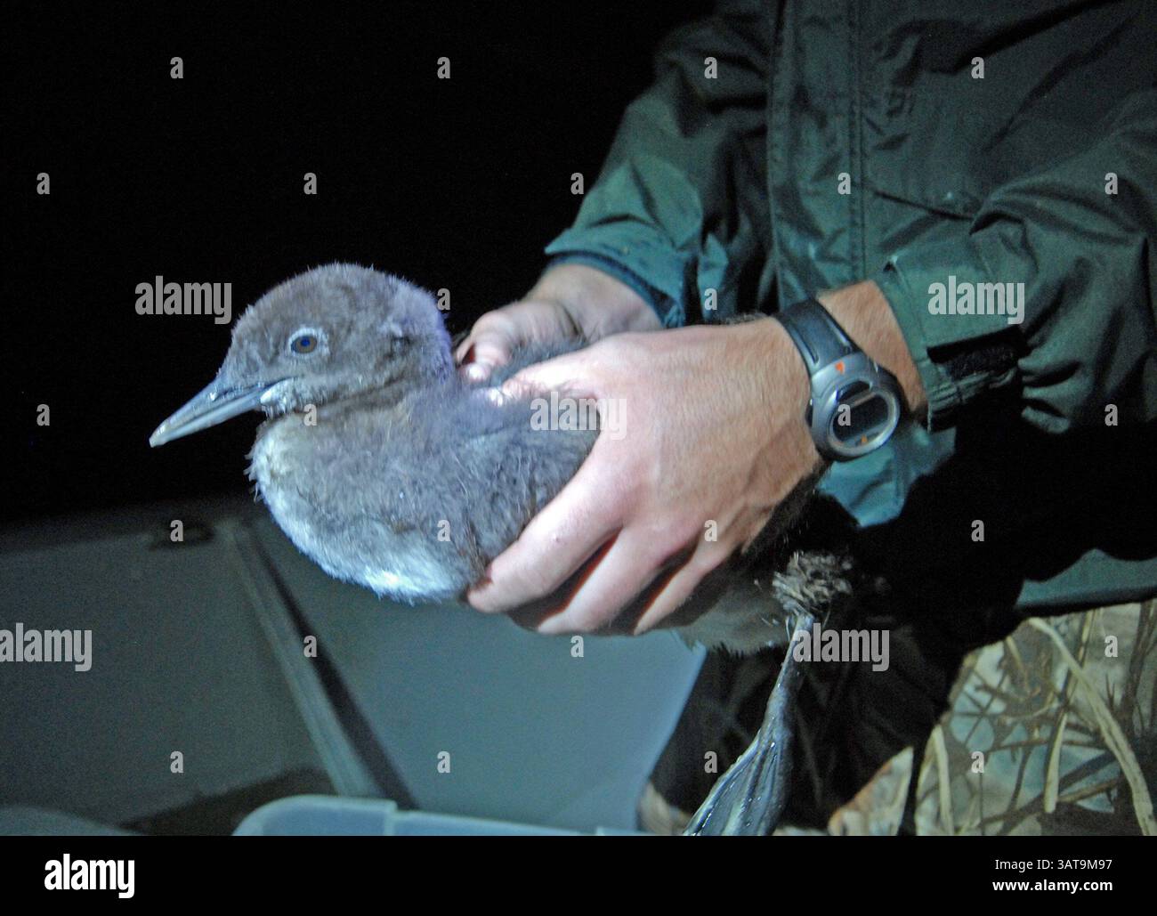 Crow in the net hi-res stock photography and images - Alamy