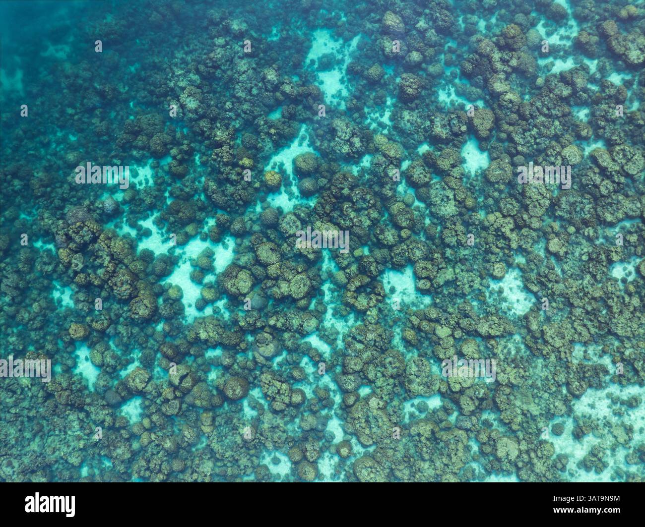 Aerial view of dense coral reef formations in shallow turquoise waters ...