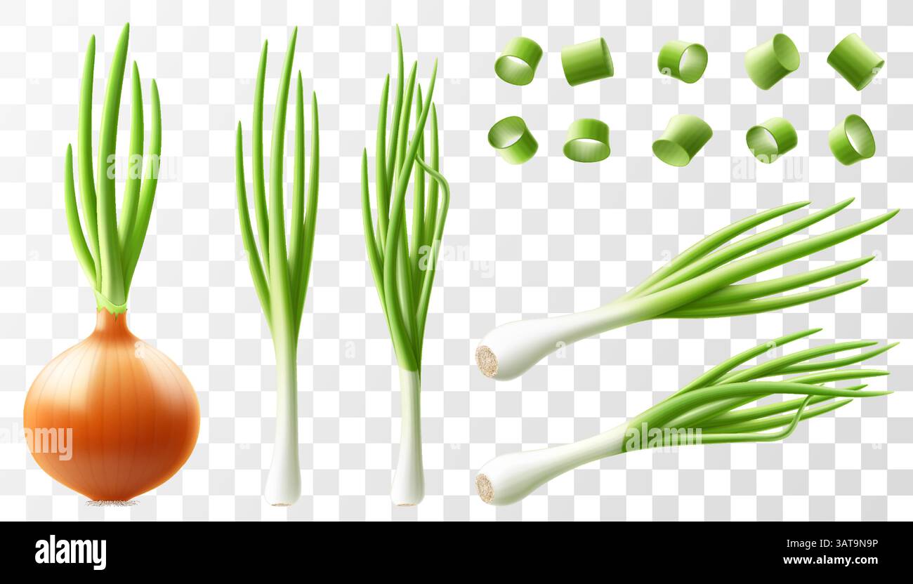 Chopped onion isolated Stock Vector Images - Alamy