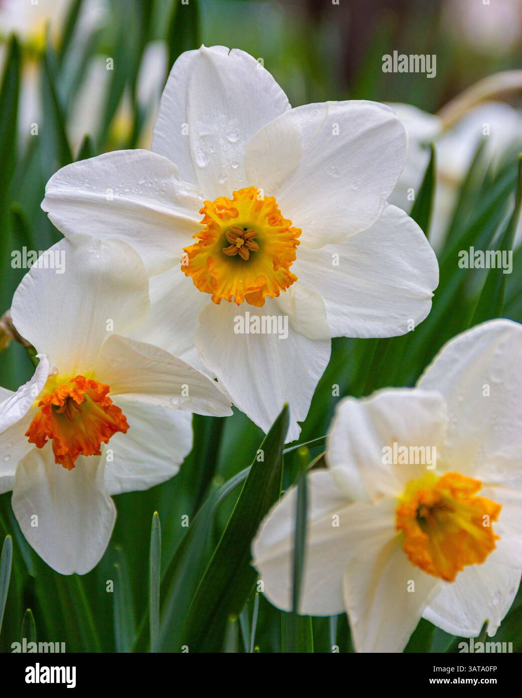 Beautiful blooming daffodils with white petals and orange centers ...