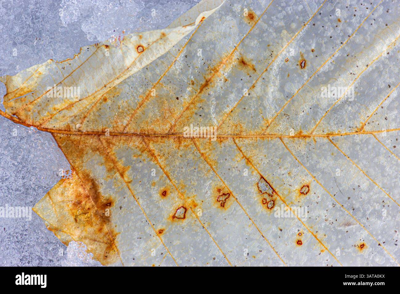 Detailed macro photograph of a delicate dried leaf placed against ...