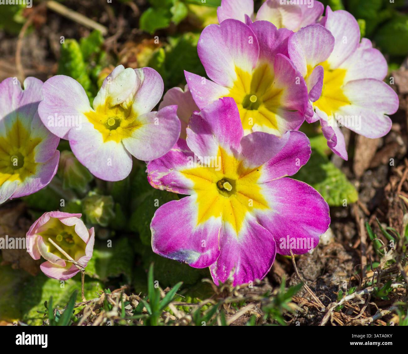 Close-up of bright pink and yellow primroses blossoming amid greenery ...
