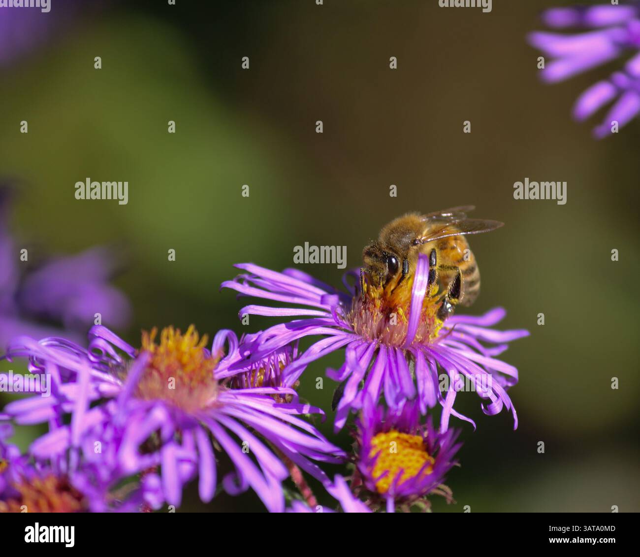 A detailed macro photograph showing a bee collecting nectar from a ...