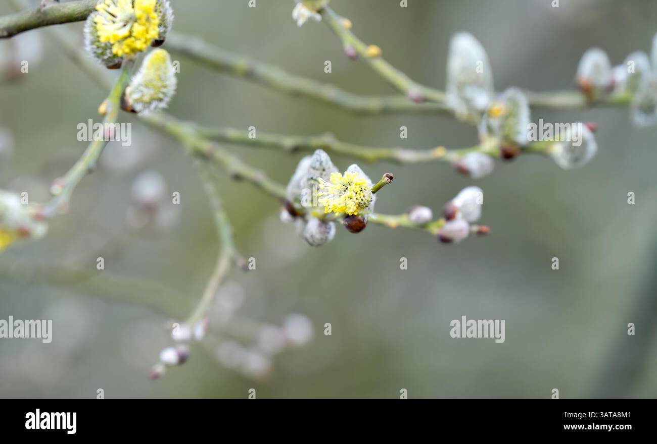 close-up of grey willow tree (salix cinerea) early spring male catkins ...