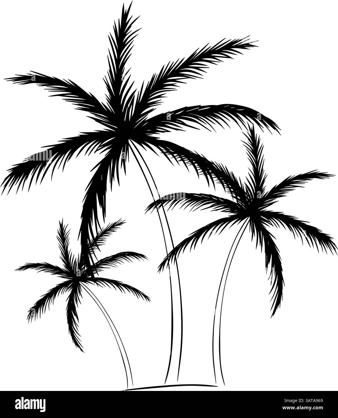 Palm summer tree invitation Black and White Stock Photos & Images - Alamy