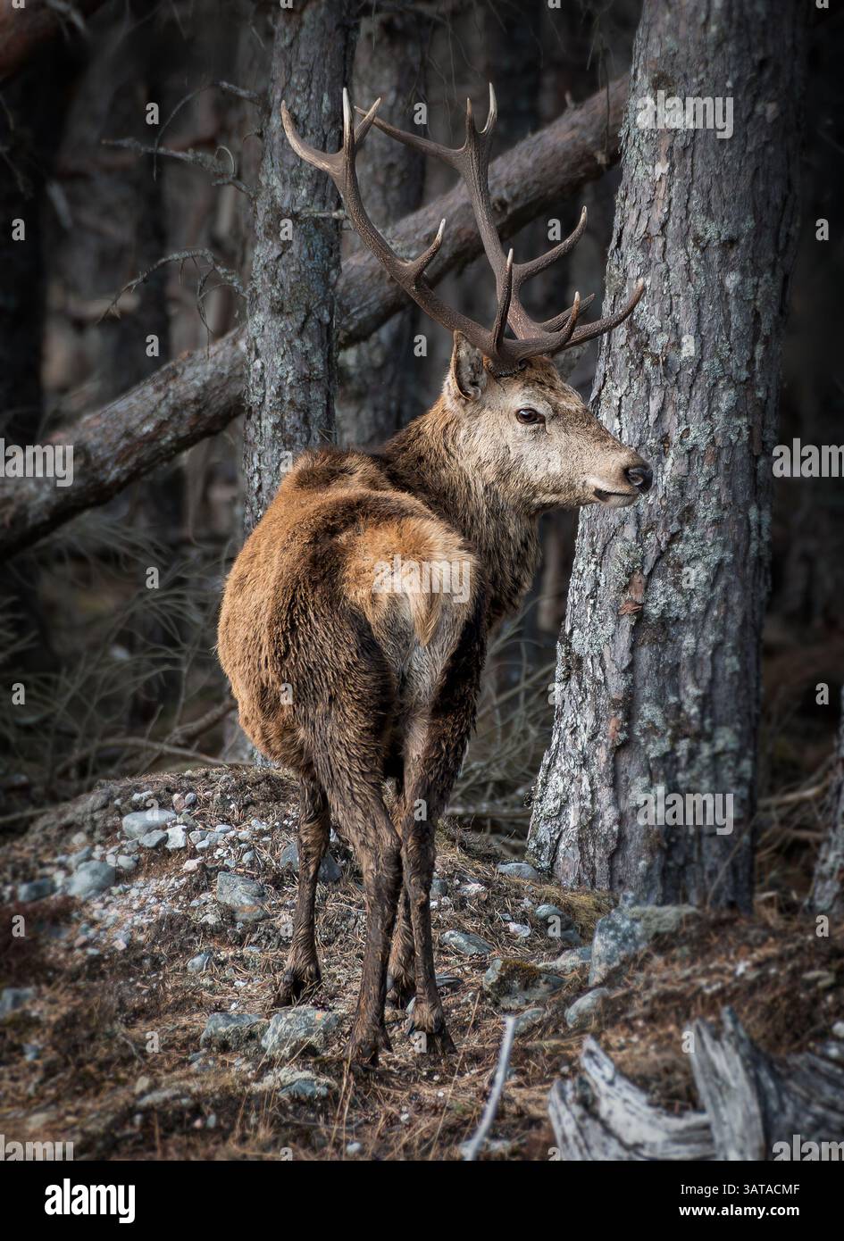 A wild royal red stag 12 pointer Stock Photo - Alamy