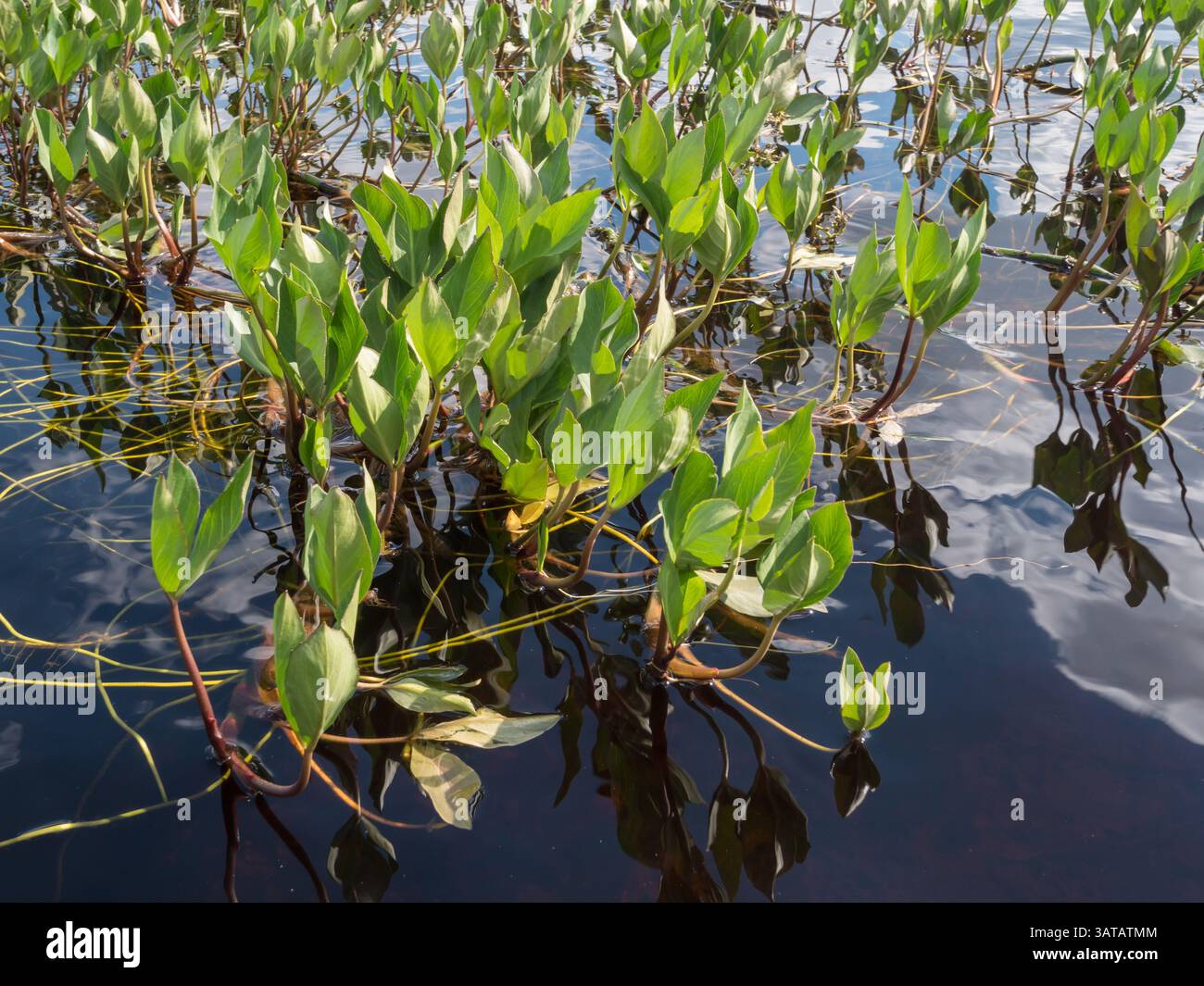 Bog bean aquatic plant leaves on lake surface Stock Photo - Alamy