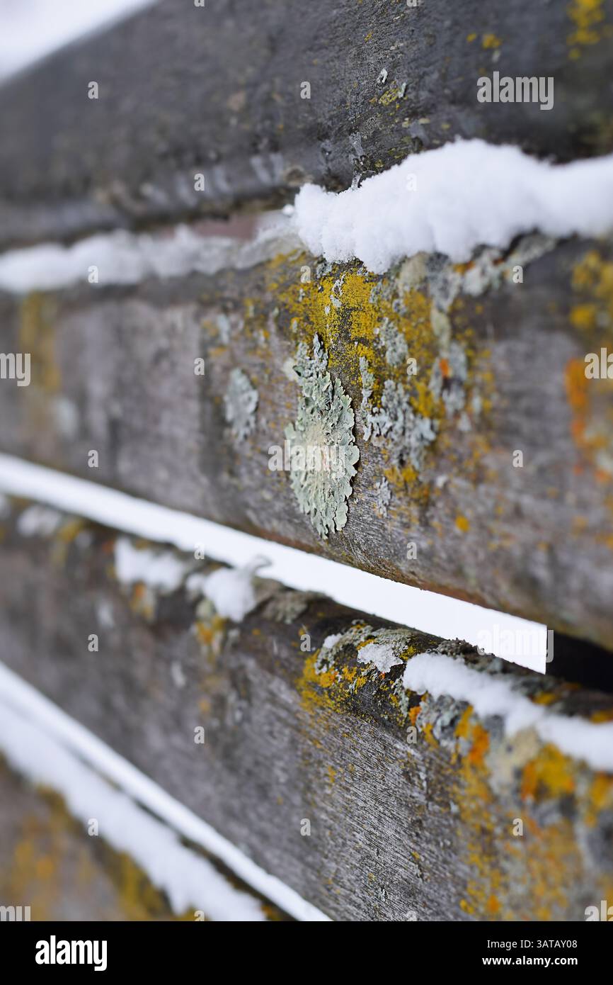 Colorful lichens on wooden park bench in winter Stock Photo - Alamy