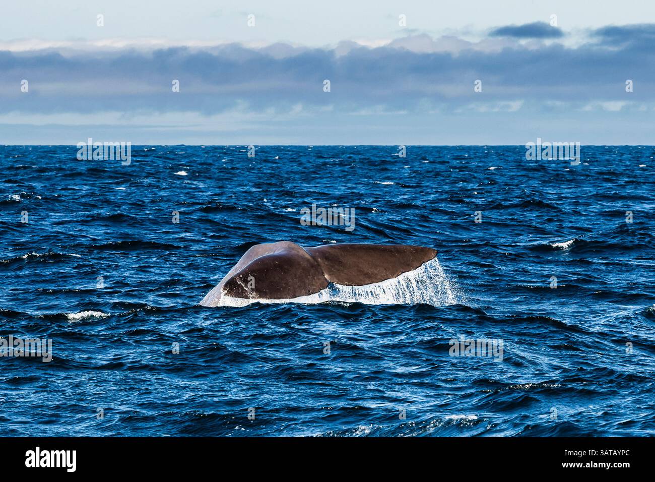 Sperm Whale (Physeter macrocephalus) tail as it dives in the Pacific Ocean, just off Kaikoura ...