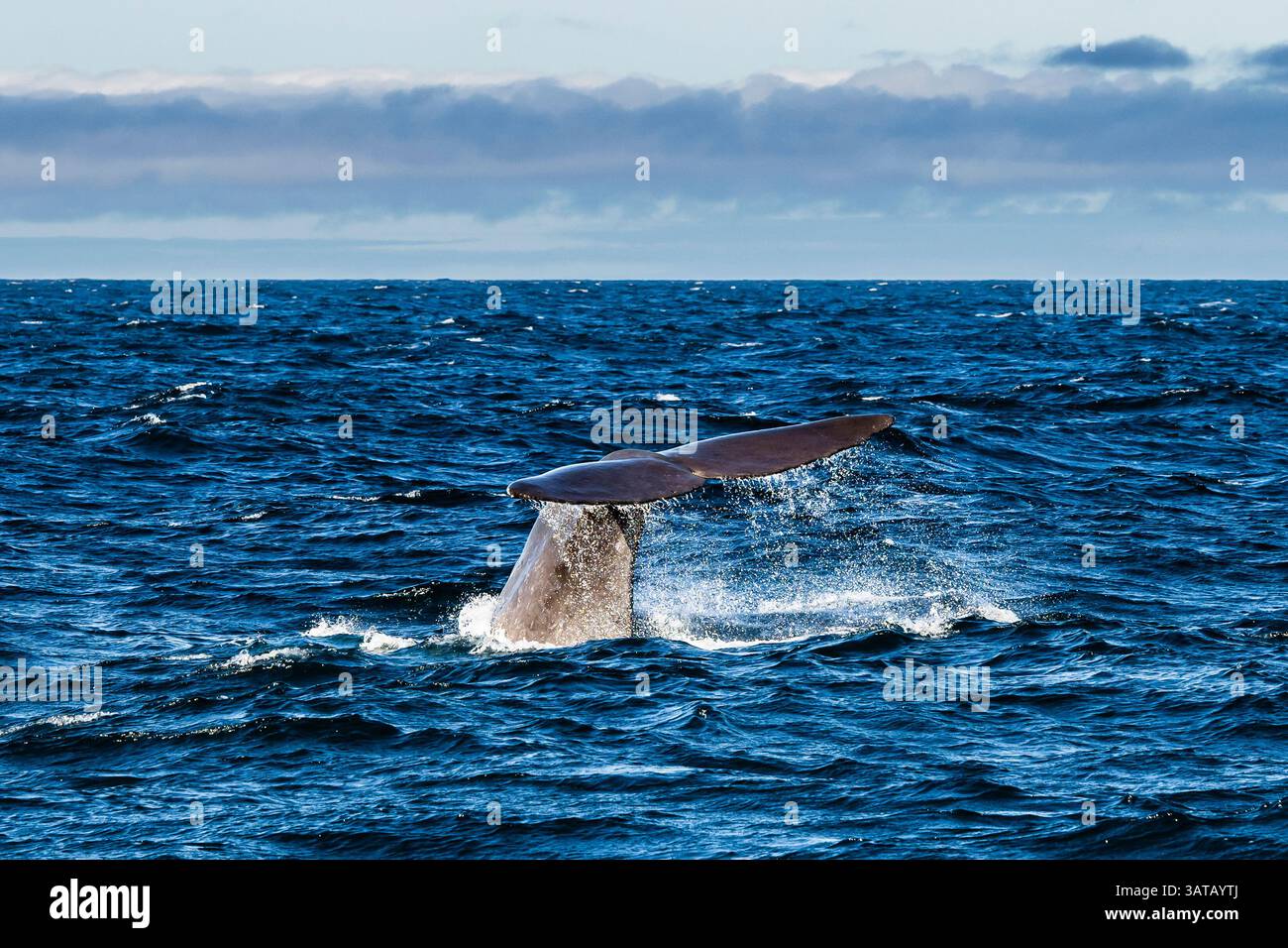 Sperm Whale (Physeter macrocephalus) tail flukes as it dives in the ...
