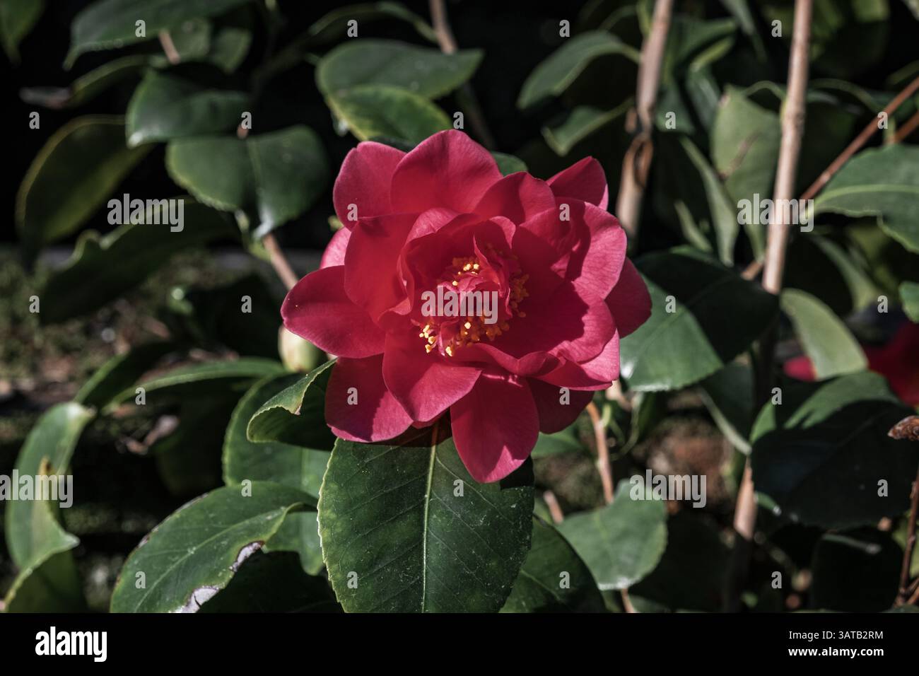Red Camellia flowers blooming in a botanical garden Stock Photo - Alamy