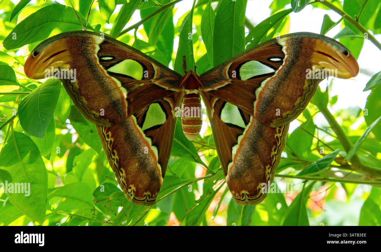 Atlas moth attacus hanging hi-res stock photography and images - Alamy