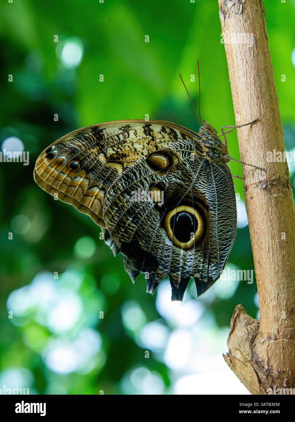 Vibrant butterfly wing patterns hi-res stock photography and images - Alamy