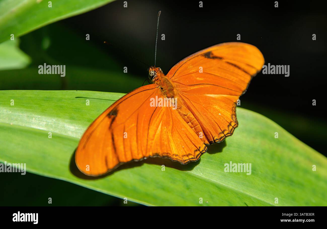 Exotic butterfly species hi-res stock photography and images - Alamy