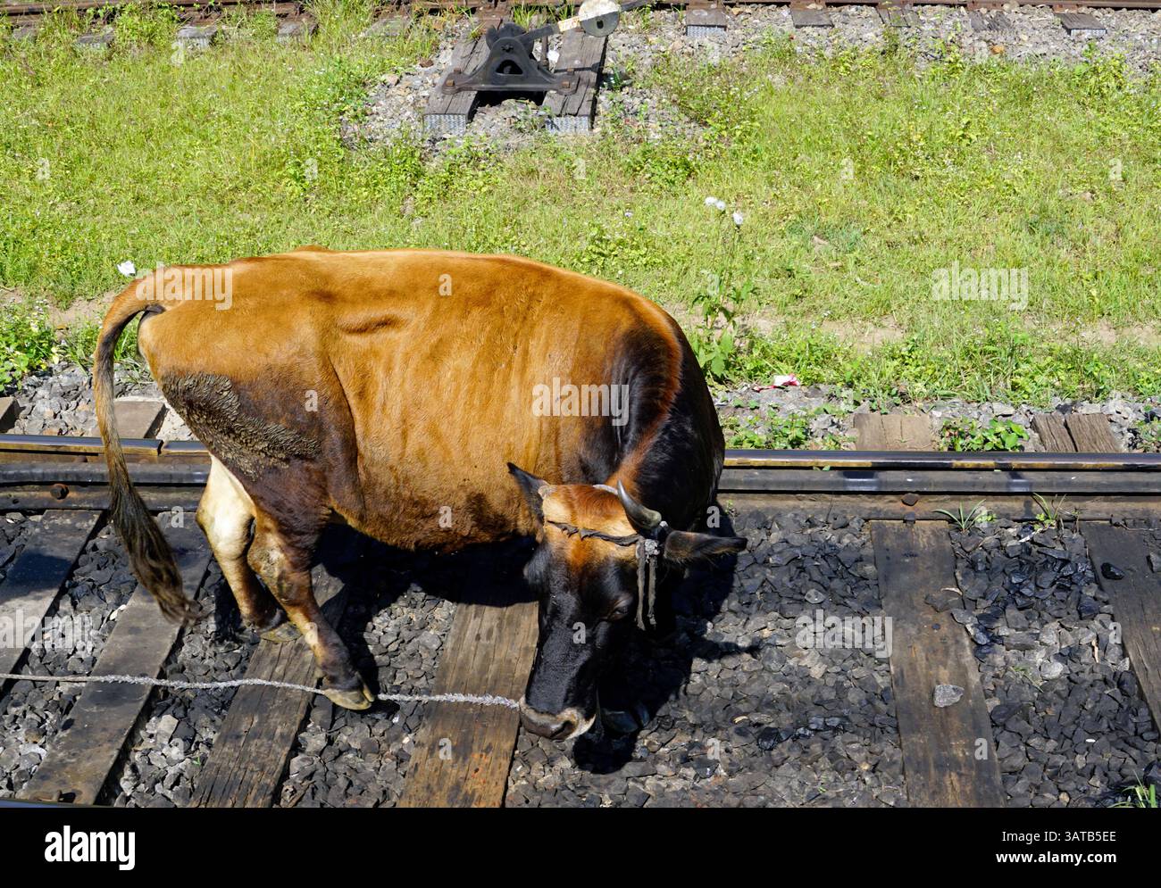 Cow platform railway station in hi-res stock photography and images - Alamy