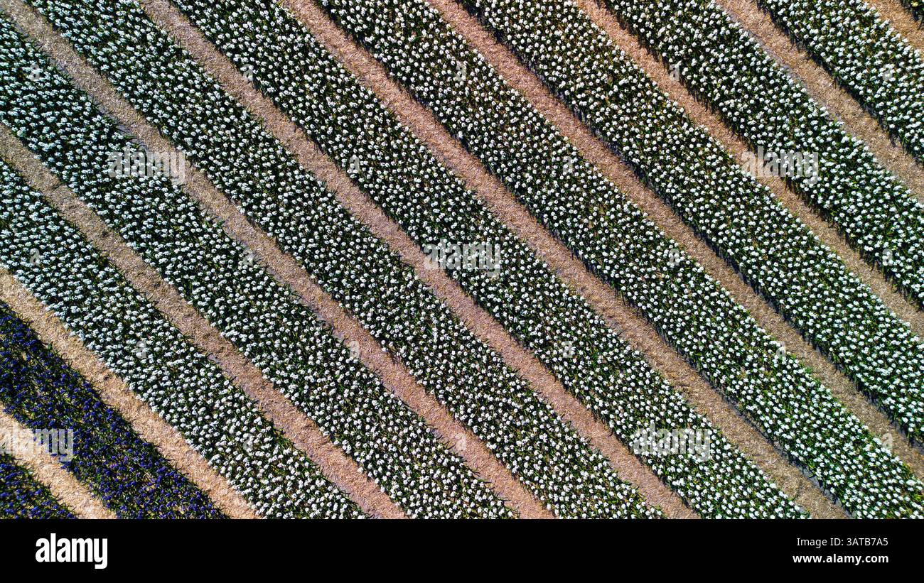 Aerial view of blooming flower rows in perfect diagonal alignment ...