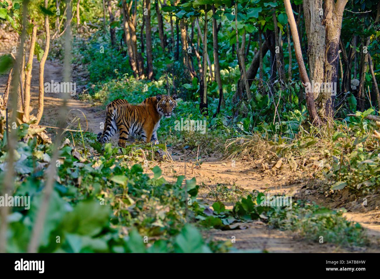 India, Uttarakhand, Jim Corbett National Park, Bengal Tiger (Panthera ...
