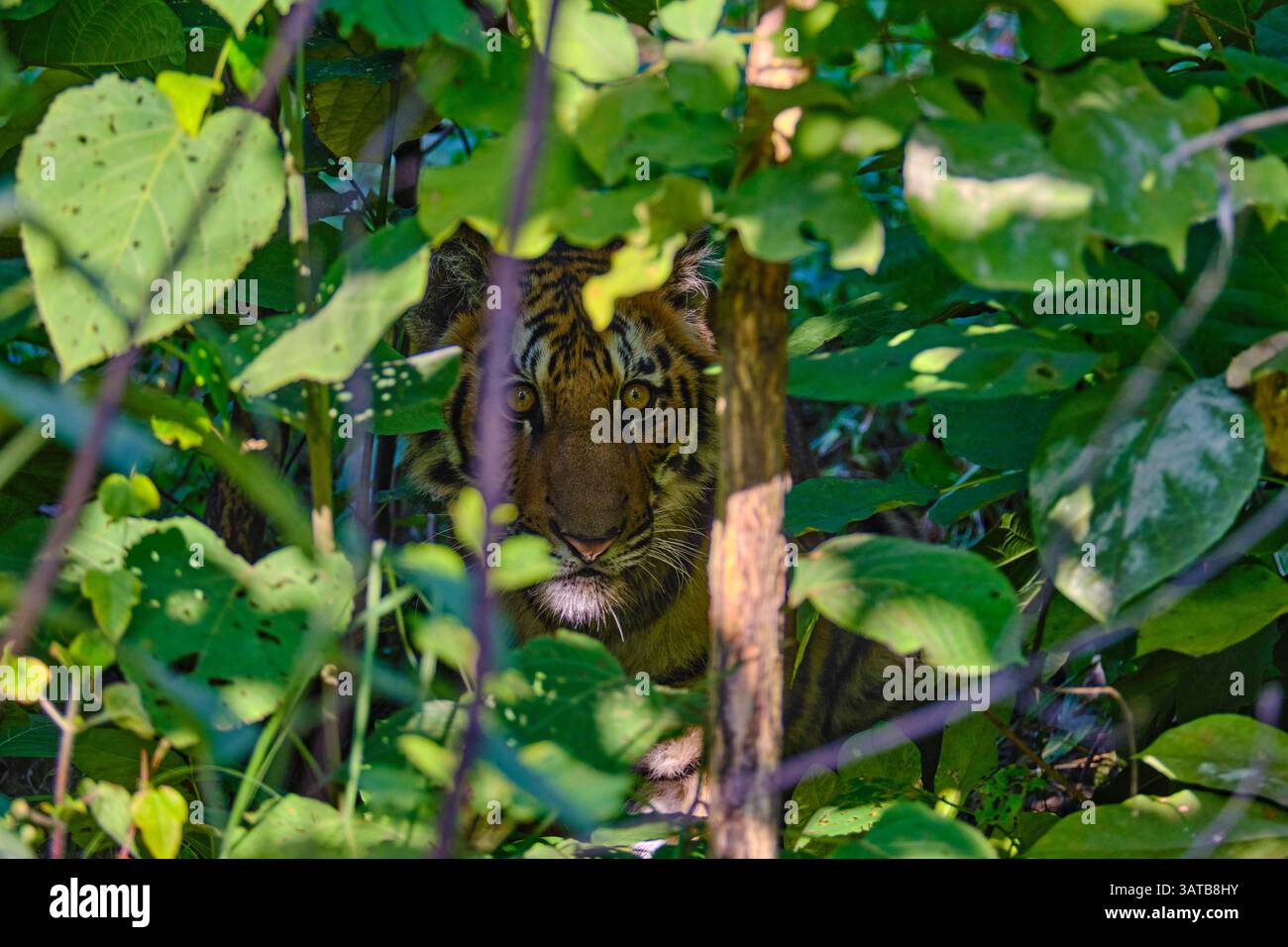 India, Uttarakhand, Jim Corbett National Park, Bengal Tiger (Panthera ...