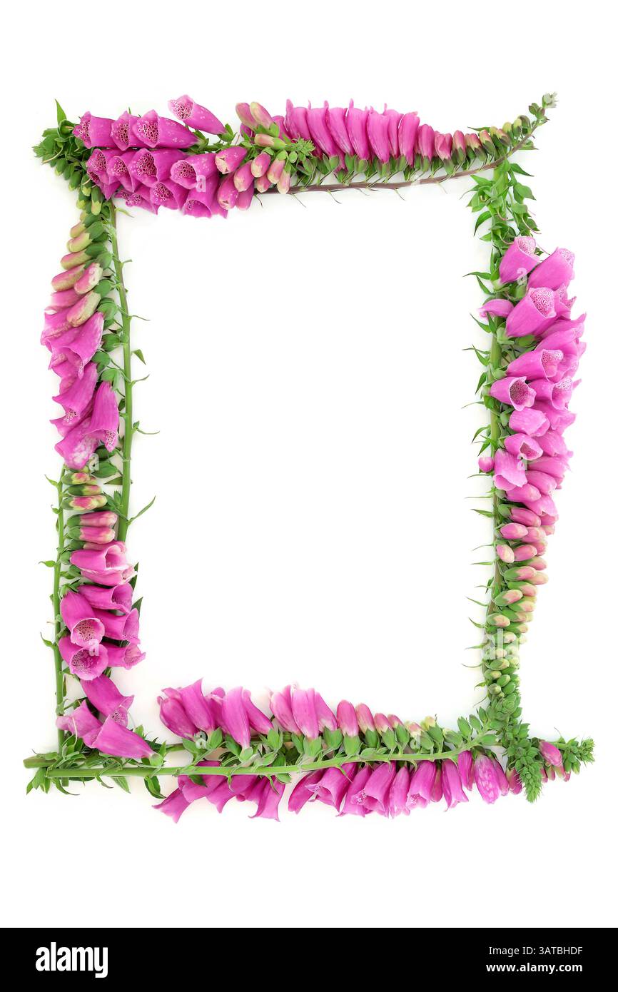 Foxglove flower background border frame on white. Purple floral Summer ...