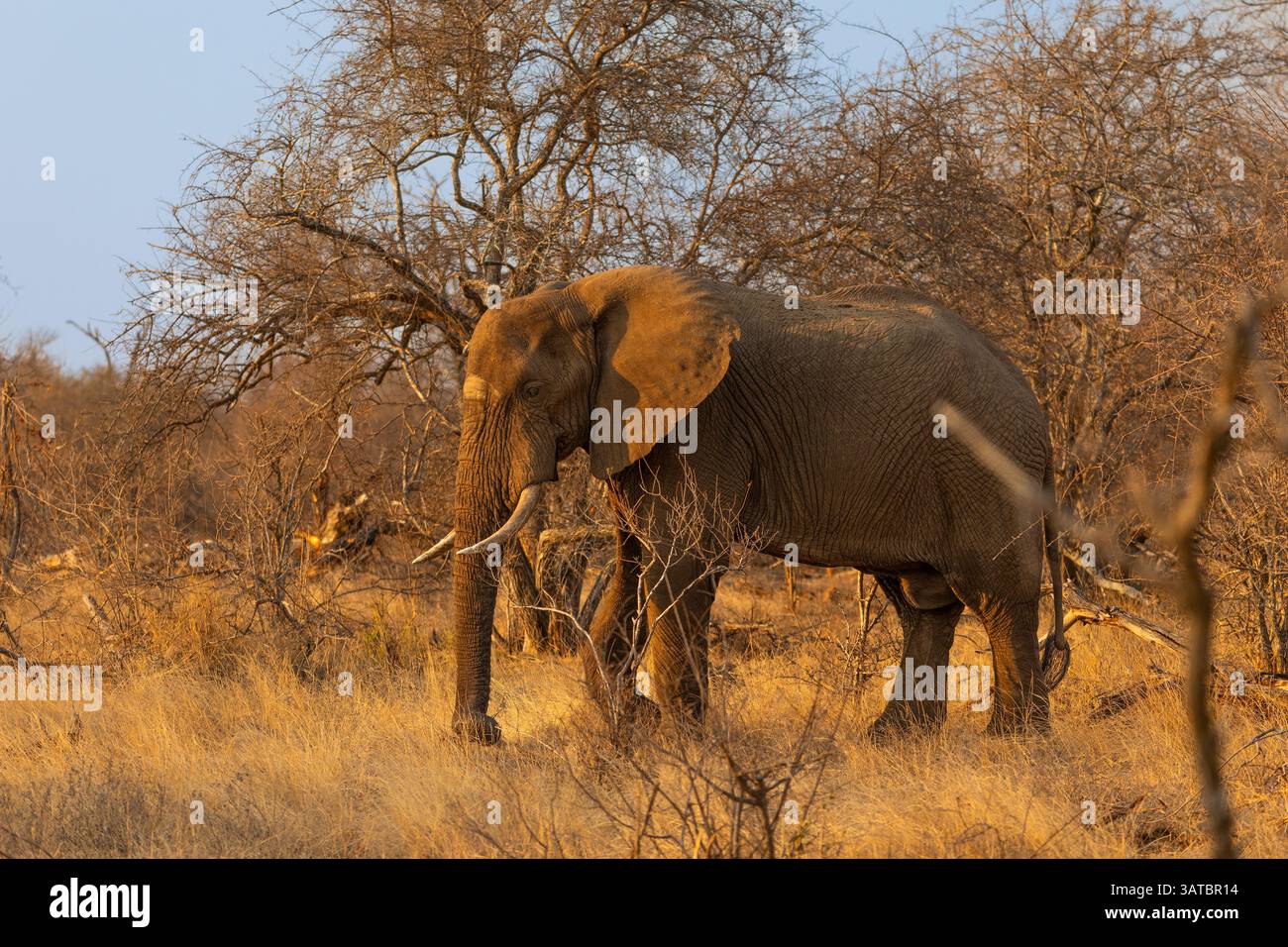 A bull elephant with tusks walking in the bush in South Africa Stock ...