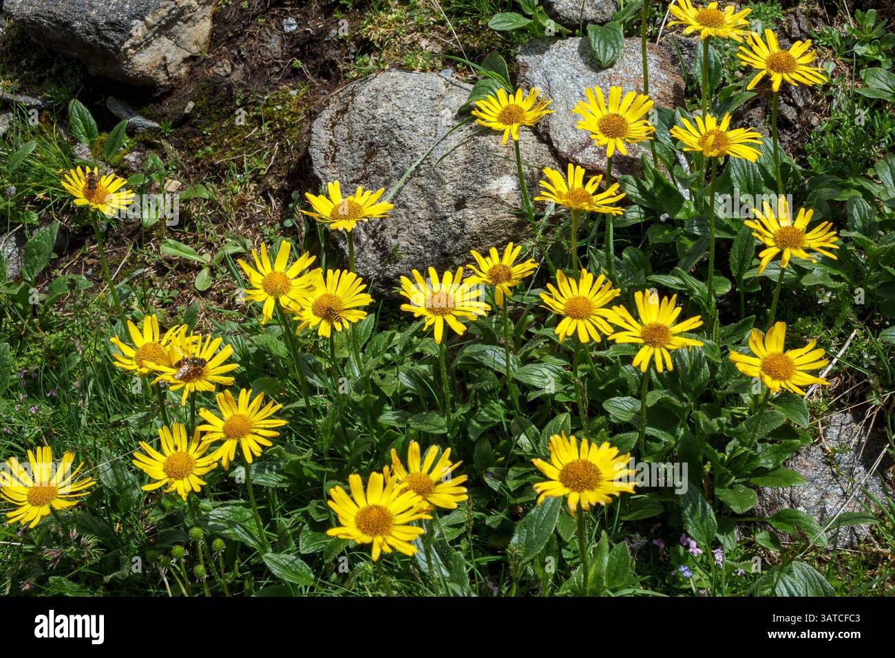 Alpine flora. Flowering of Doronicum glaciale (Doronico nivale) plants ...