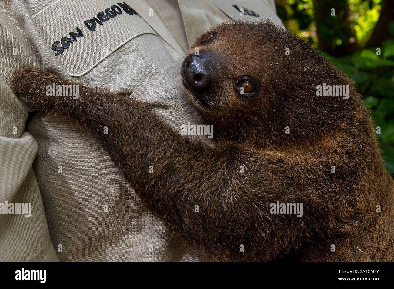 Five toed claws hi-res stock photography and images - Alamy