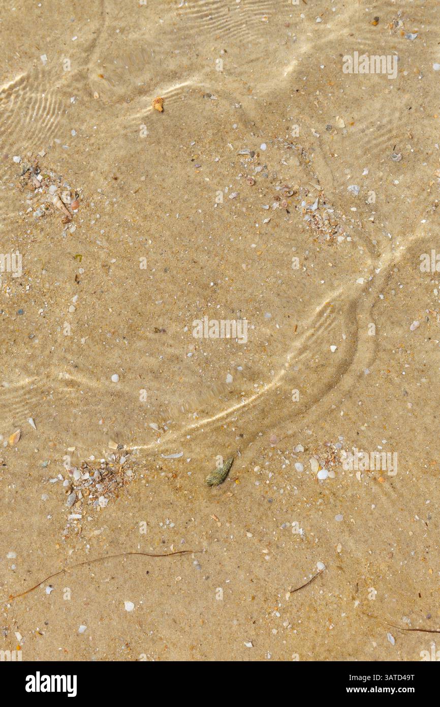 Top view shell leaving hi-res stock photography and images - Alamy