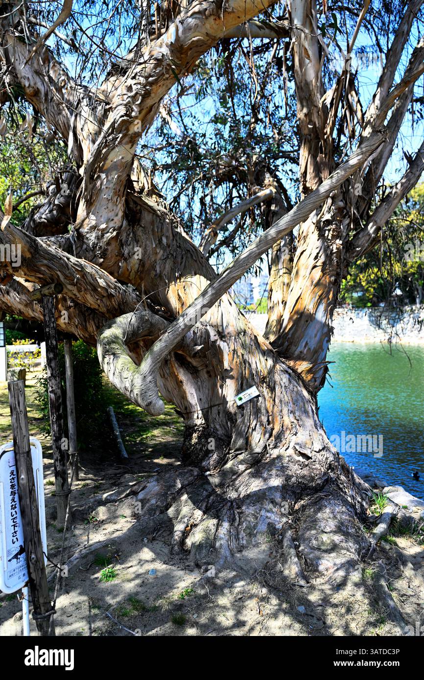 Tree survived Atomic Bomb Hiroshima Castle Japan Stock Photo - Alamy