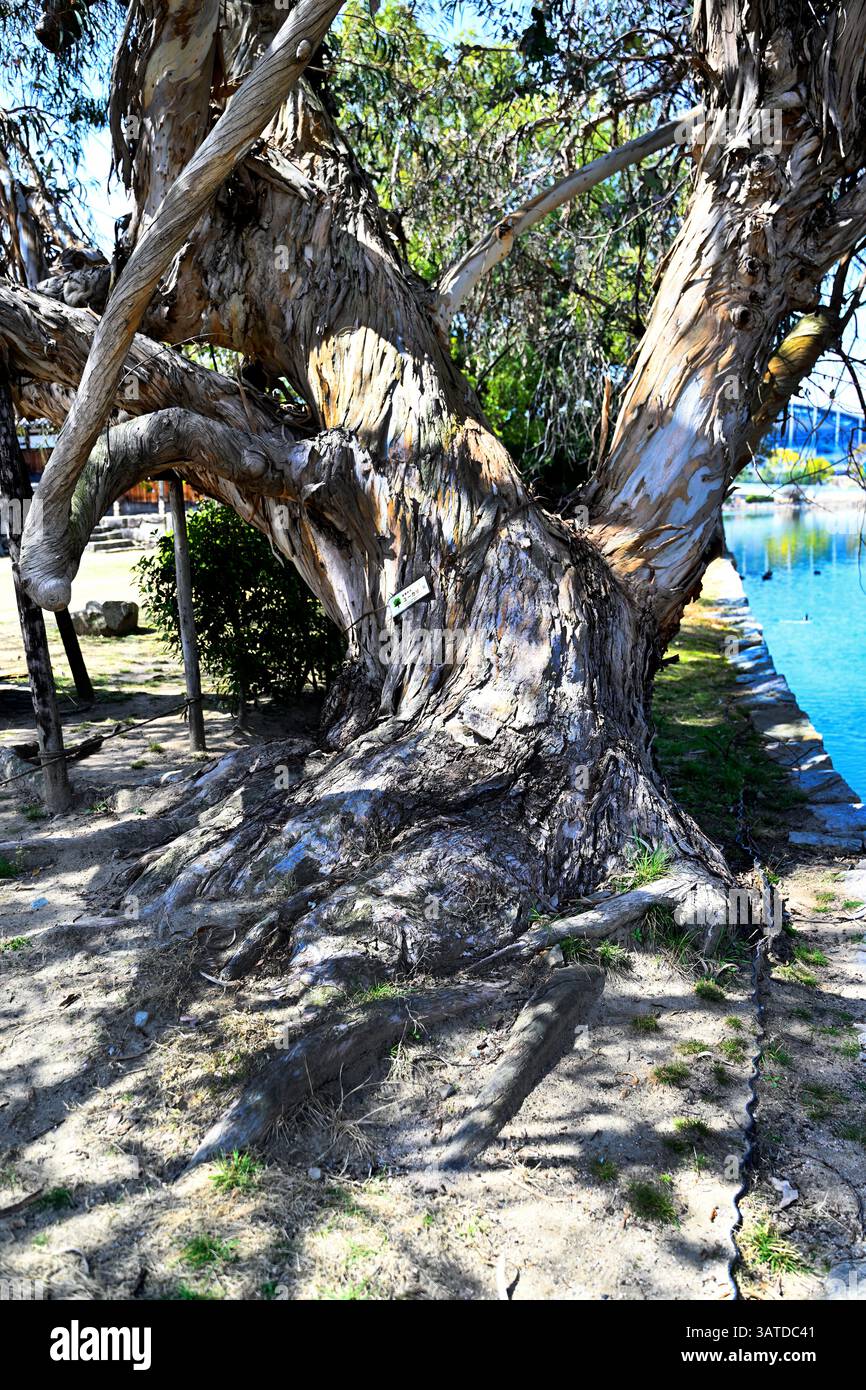 Tree survived Atomic Bomb Hiroshima Castle Japan Stock Photo - Alamy